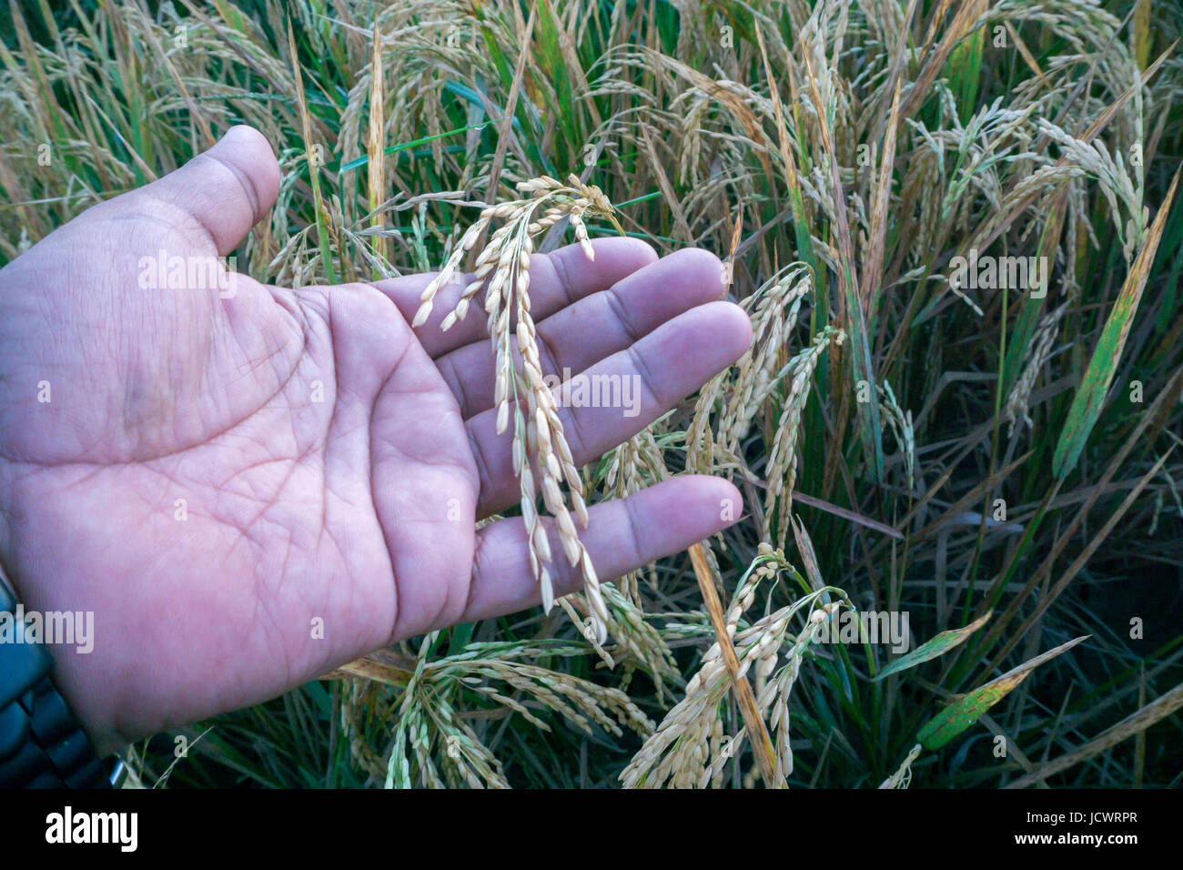 Nature view of paddy field with sunrise background. Nature composition ...