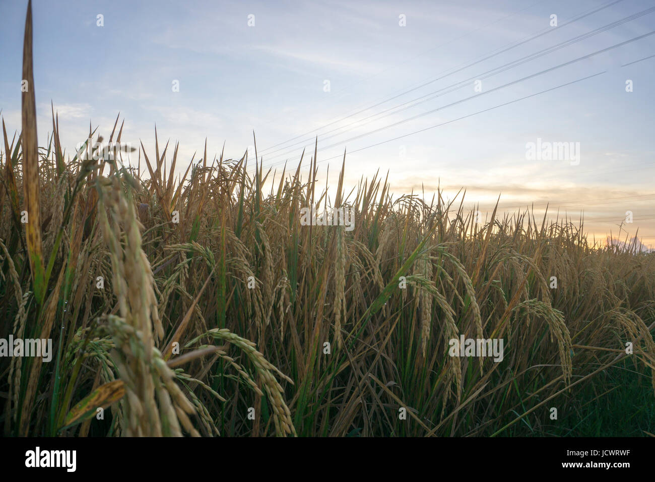 Nature view of paddy field with sunrise background. Nature composition ...