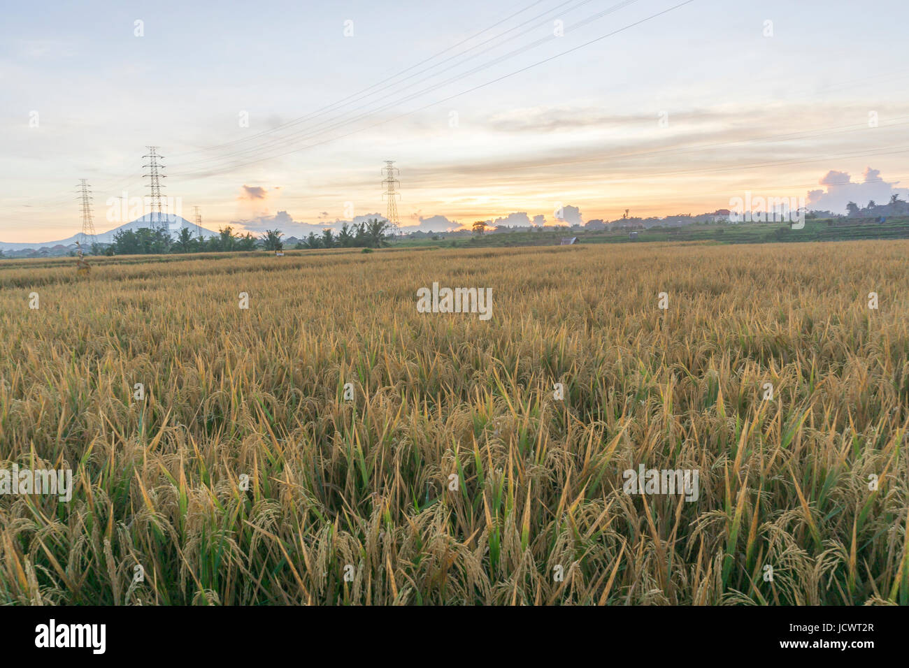 Nature view of paddy field with sunrise background. Nature composition ...