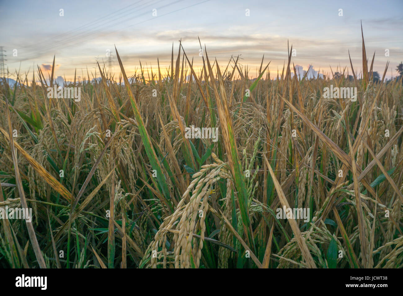 Nature view of paddy field with sunrise background. Nature composition ...