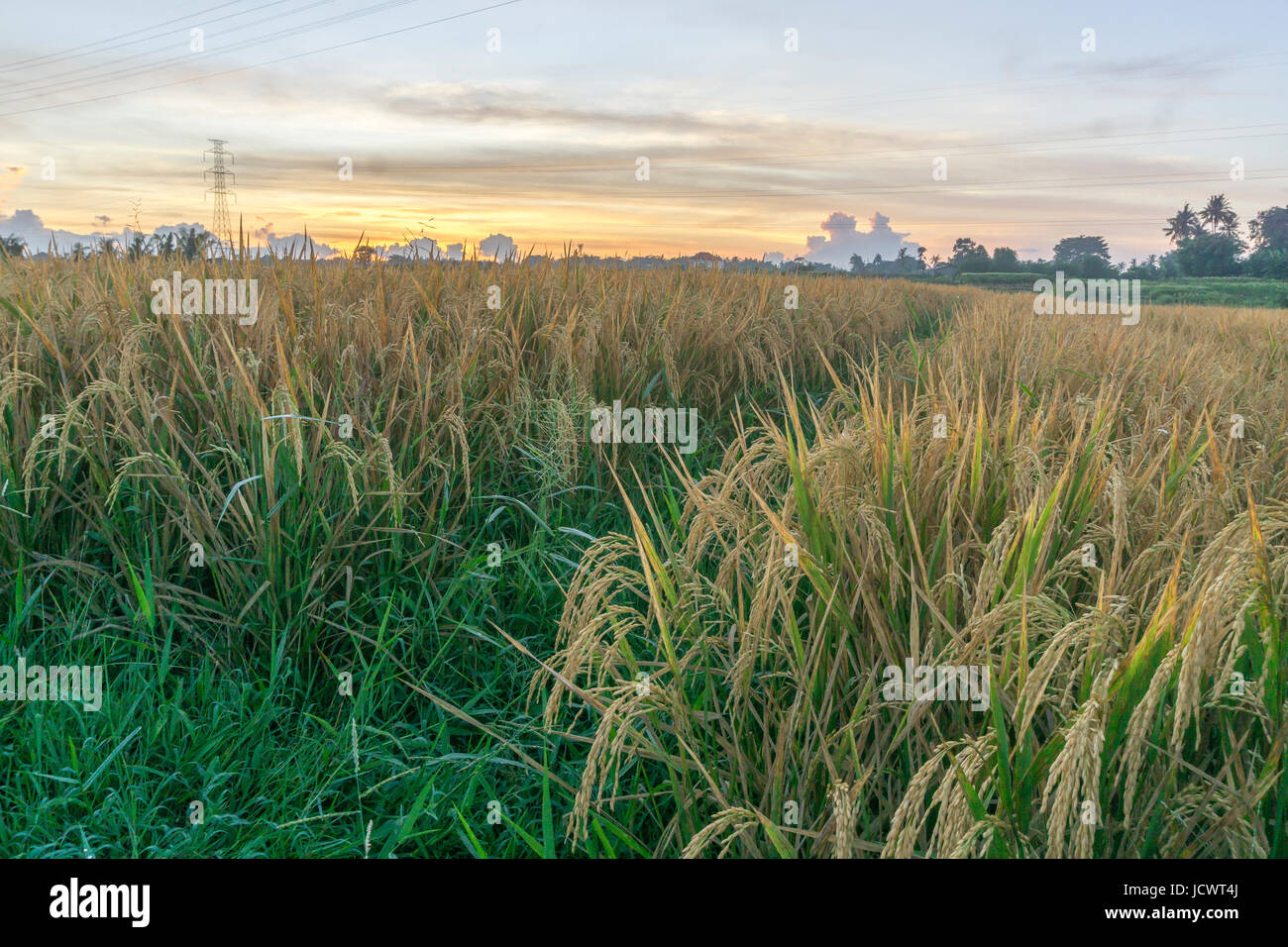 Nature view of paddy field with sunrise background. Nature composition ...
