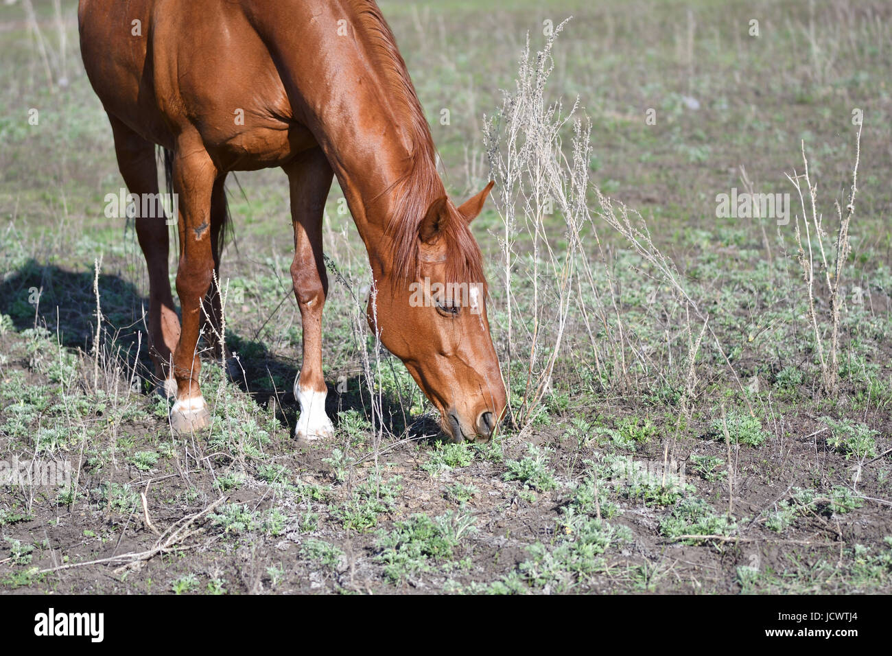 Horses on a farm in spring time Stock Photo - Alamy