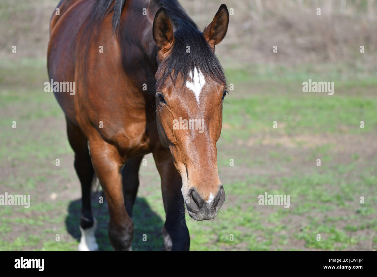 Horses on a farm in spring time Stock Photo - Alamy
