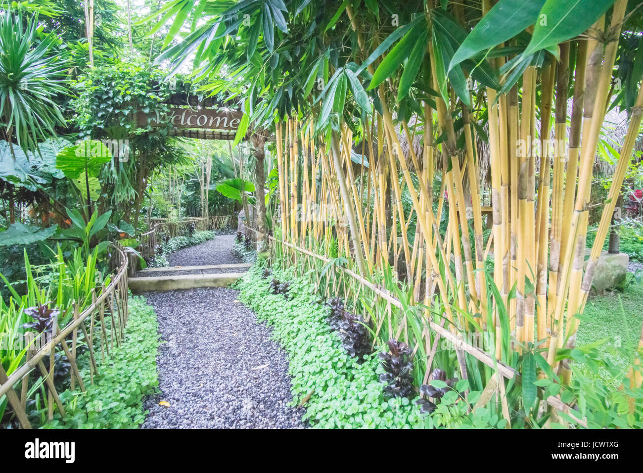 Nature greeny scenery at coffee farm in Bali Stock Photo - Alamy