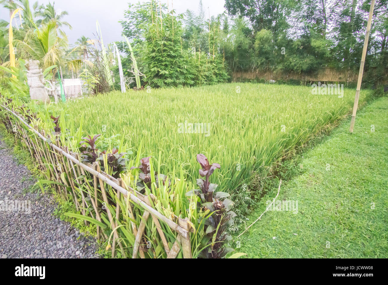 Nature greeny scenery at coffee farm in Bali Stock Photo - Alamy