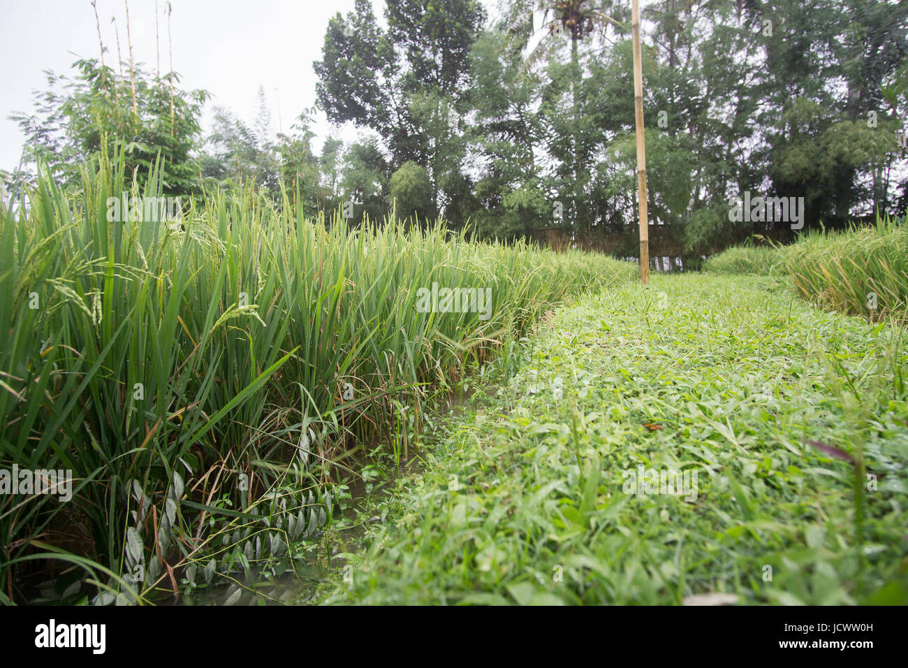 Nature greeny scenery at coffee farm in Bali Stock Photo - Alamy