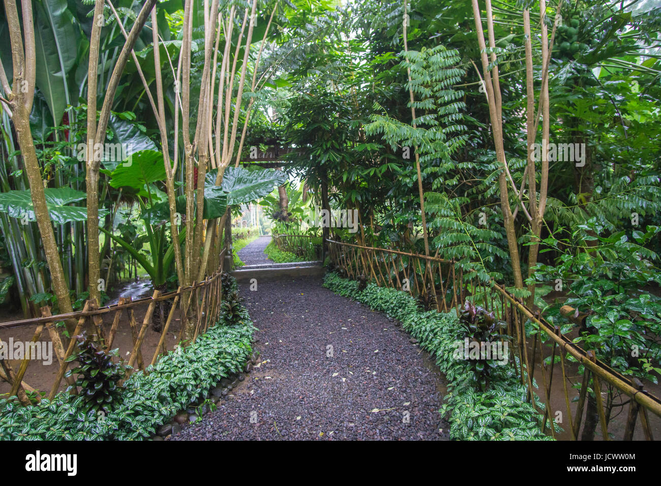 Nature greeny scenery at coffee farm in Bali Stock Photo - Alamy