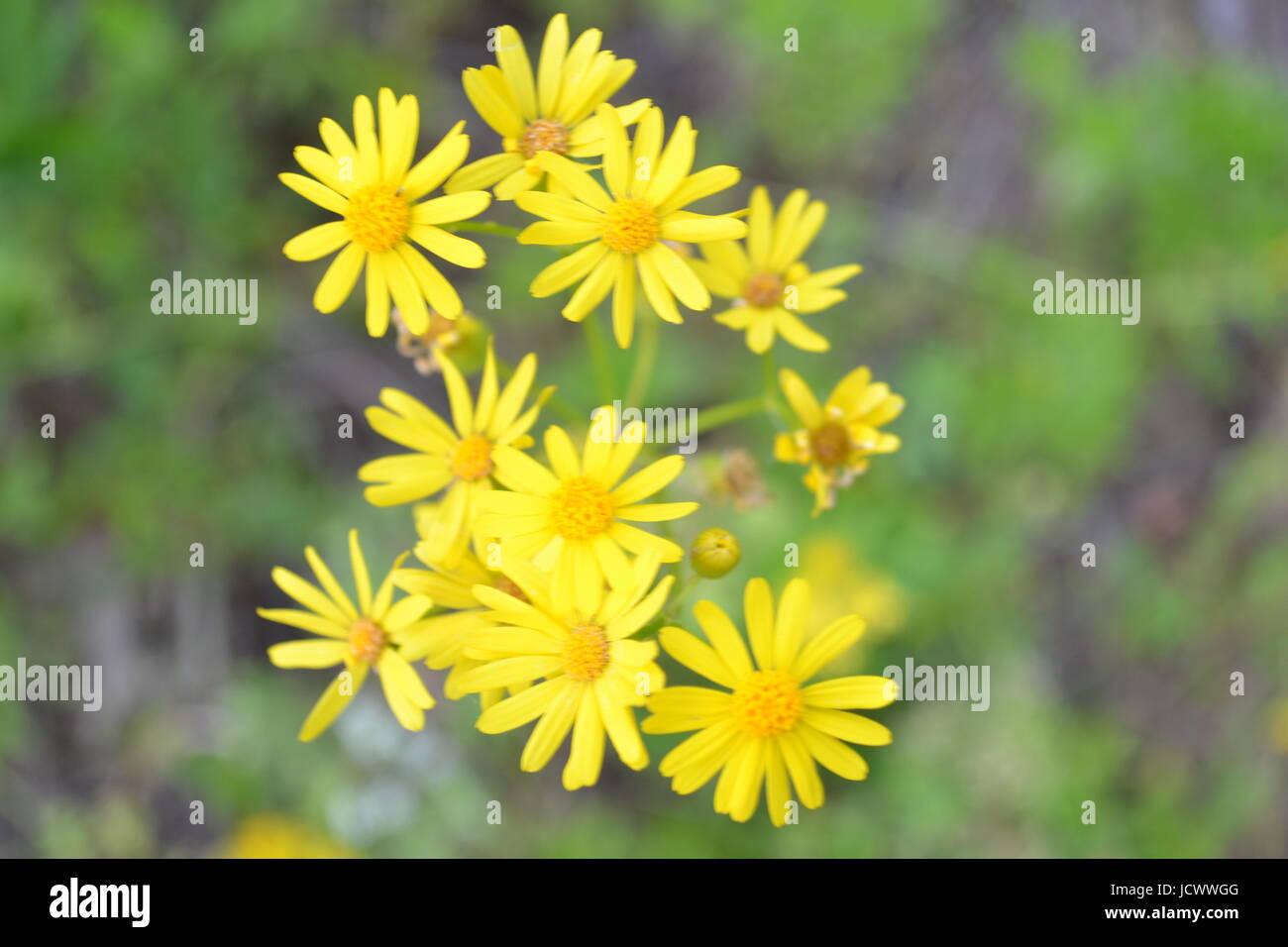 Yellow wildflowers hi-res stock photography and images - Alamy