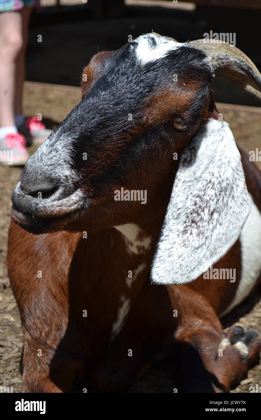 Petting Zoo Goat Stock Photo - Alamy