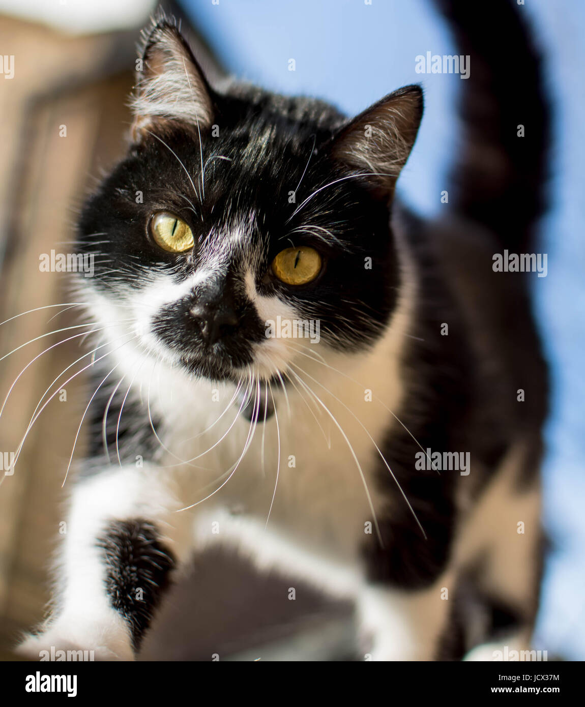 Small black & white kitten exploring Stock Photo - Alamy