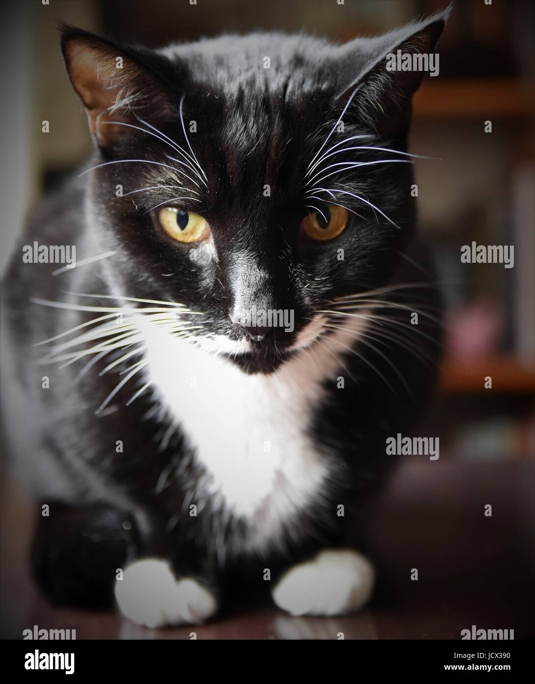 Tuxedo cat hi-res stock photography and images - Alamy