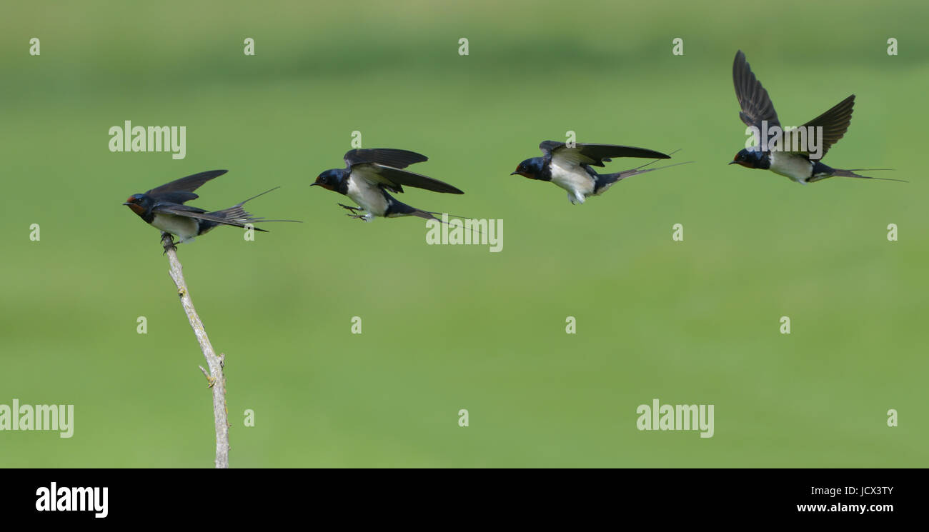 Barn Swallows in flight with soft green color tones of farmland in the ...