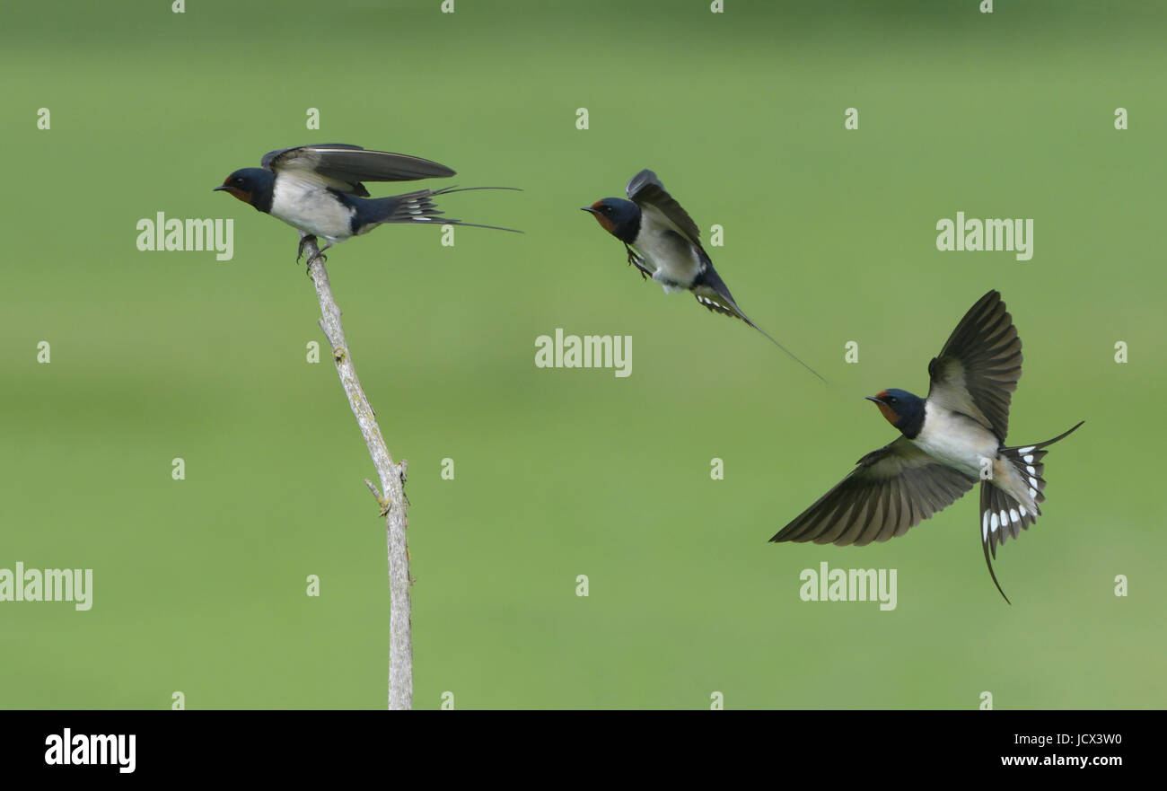 Barn Swallows in flight with soft green color tones of farmland in the ...