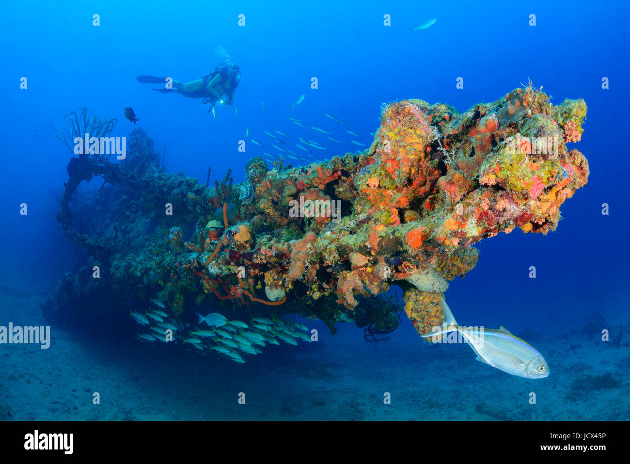 Caranx ruber and Mulloidichthys martinicus, Bar jack and yellow ...