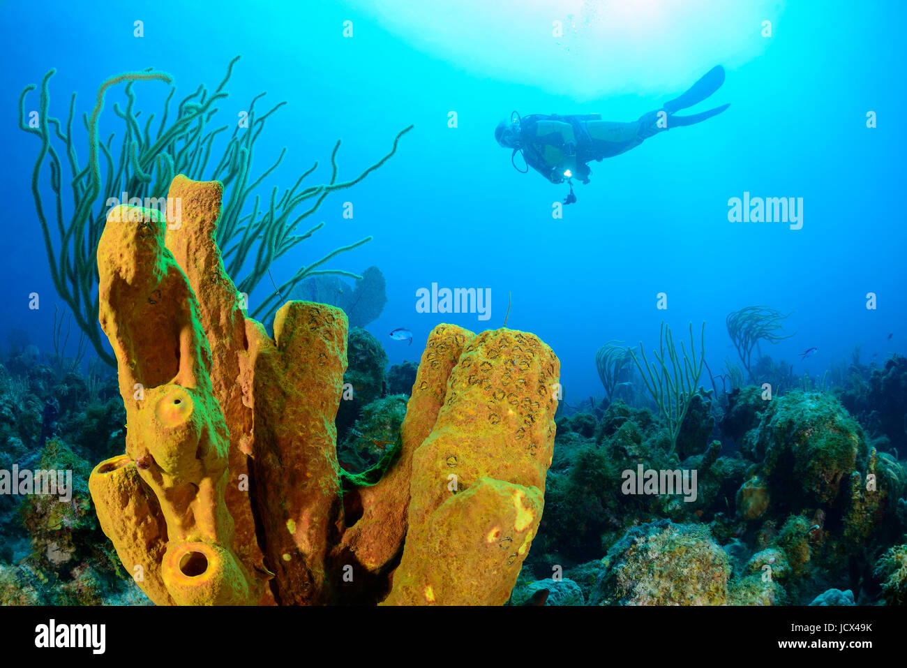 Yellow tubesponge hi-res stock photography and images - Alamy