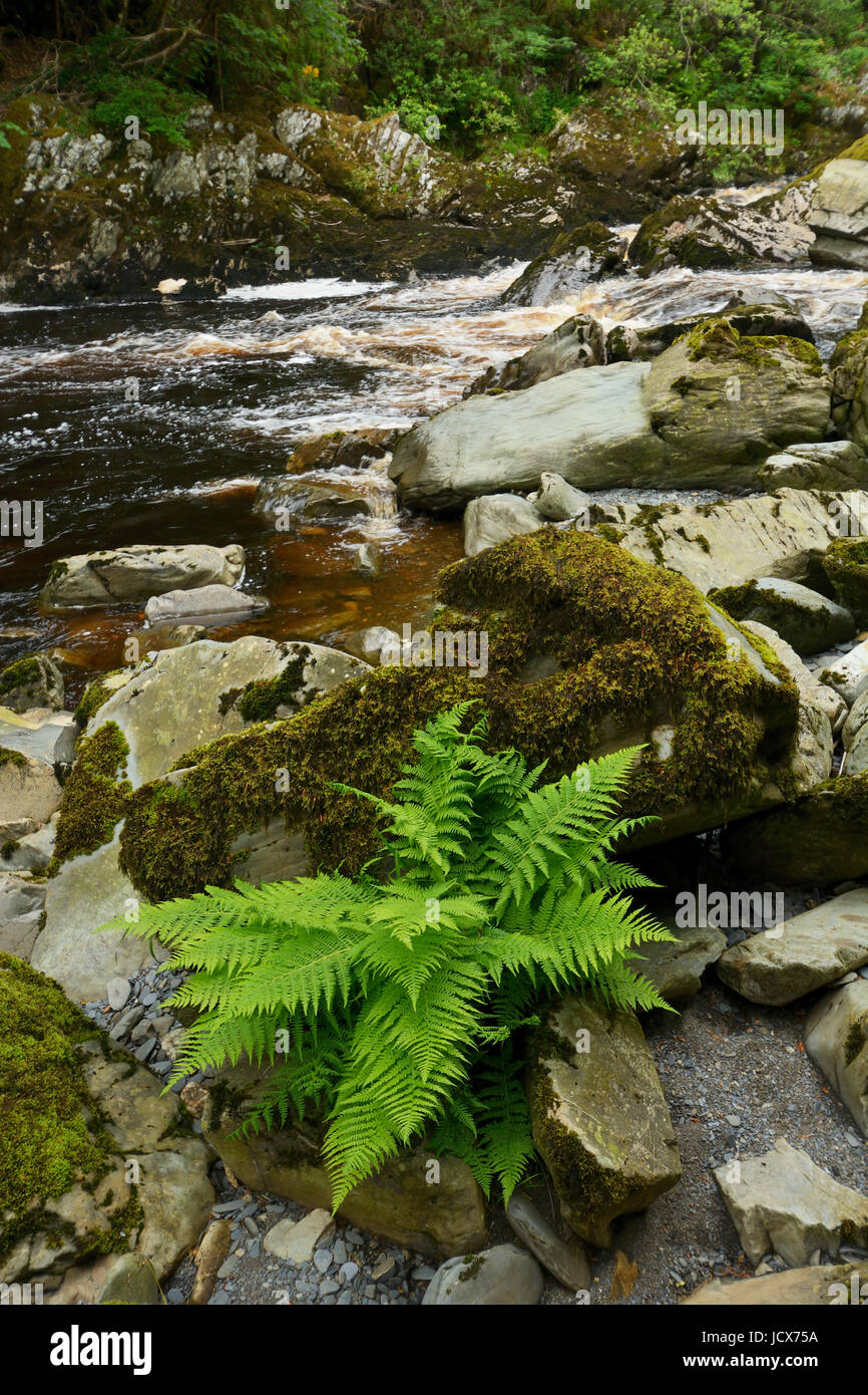 Afon Conwy - the river Conway near conway Falls, Betws y Coed in North ...
