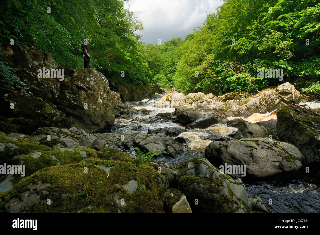 Afon Conwy in spate after prolonged rainfall.- the river Conway near ...