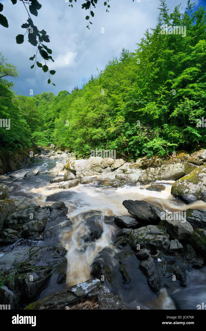 Afon Conwy in spate after prolonged rainfall.- the river Conway near ...