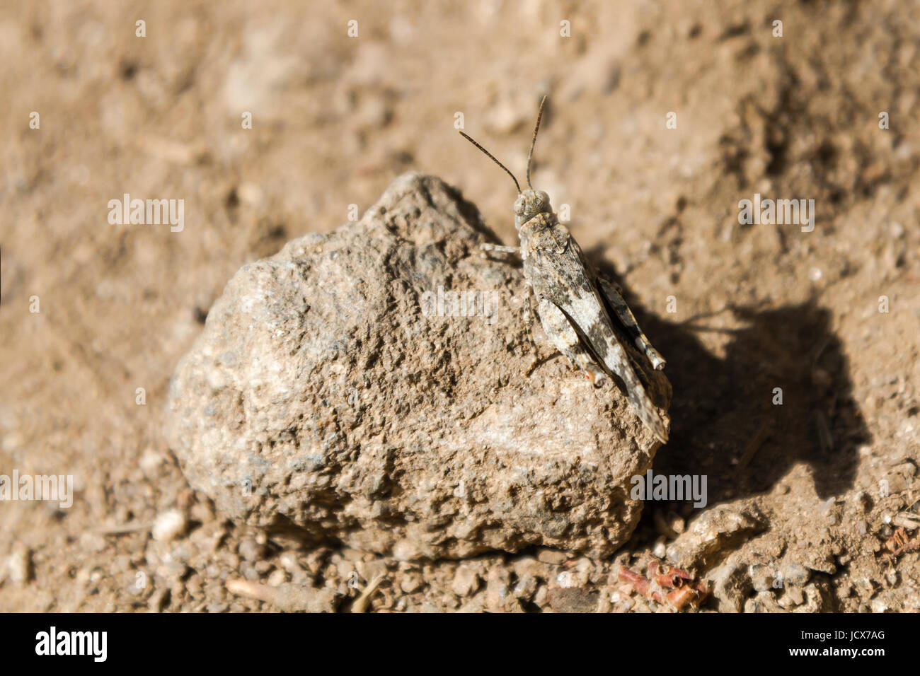 Stone mimic grasshopper hi-res stock photography and images - Alamy