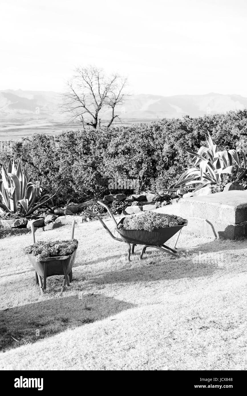 in lesotho africa the wheelbarrow near plant and cactus like nature ...