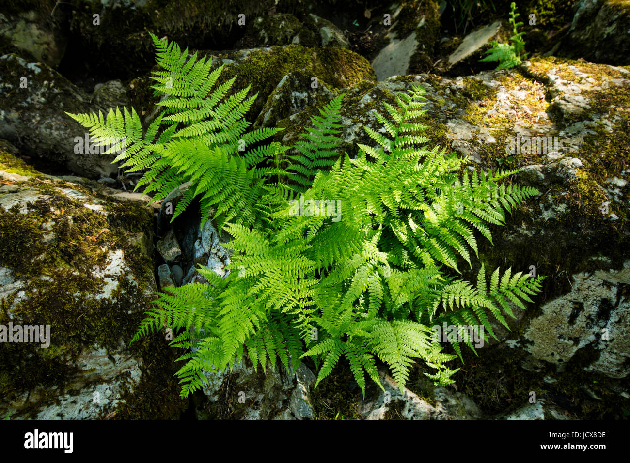 Ferns growing on the banks of the River Conway near the Fairy Glen near ...