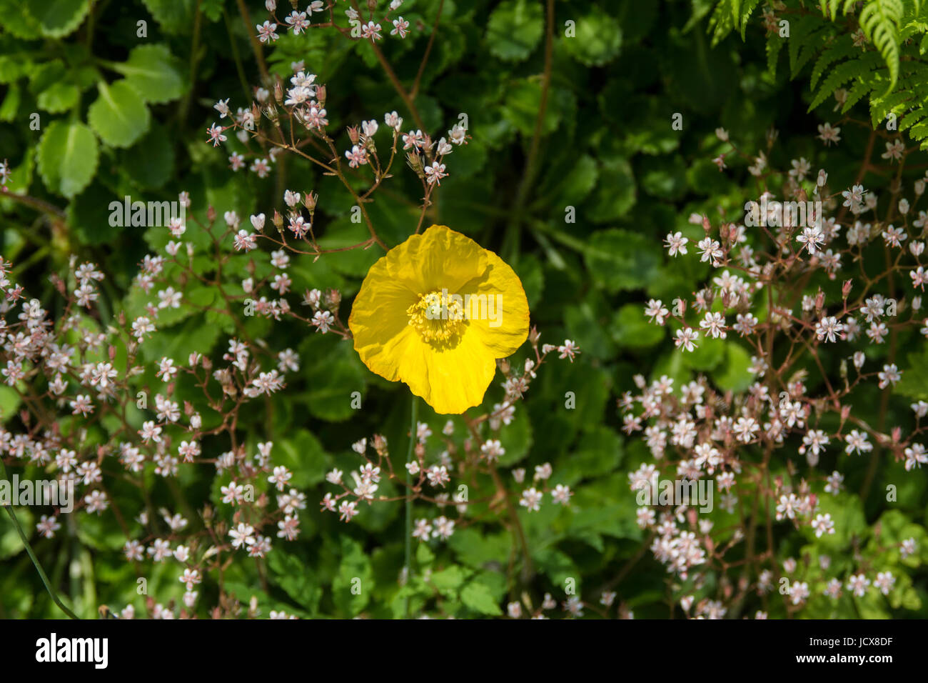 Lush plant growth on walls in the Lledr Valley, a scenic area in ...