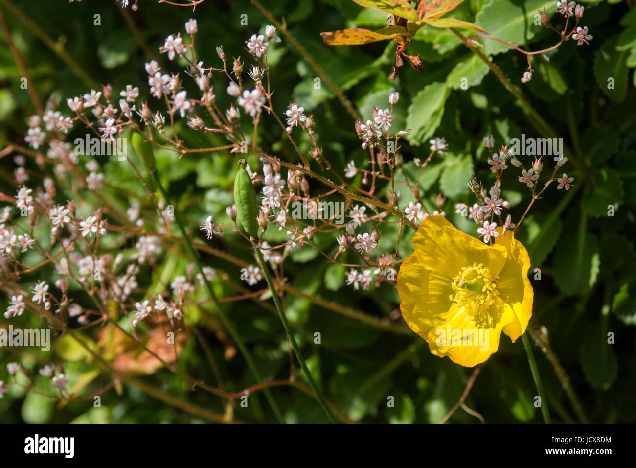 Lush plant growth on walls in the Lledr Valley, a scenic area in ...