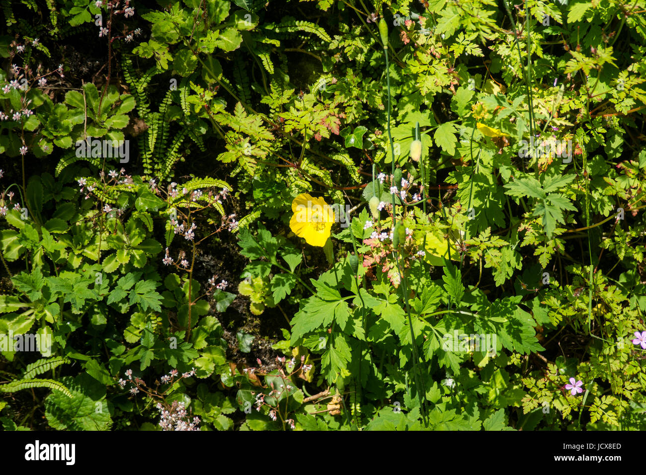 Flowers in snowdonia national park hi-res stock photography and images ...