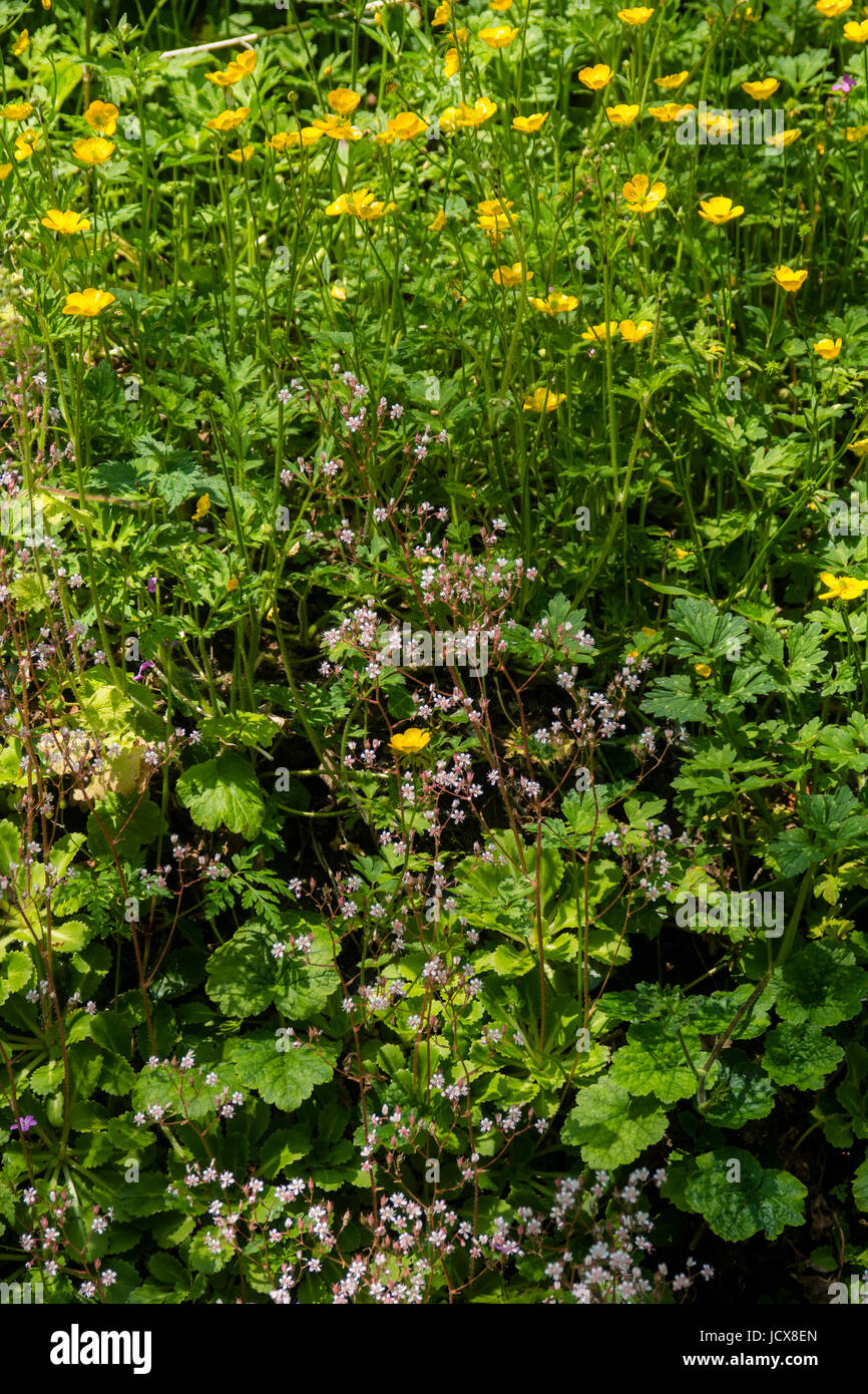 Lush plant growth on walls in the Lledr Valley, a scenic area in ...