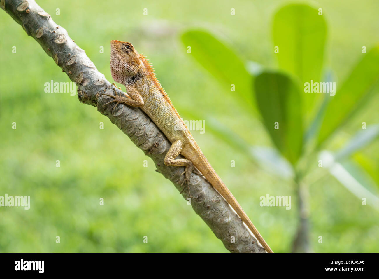 Angry Chameleon High Resolution Stock Photography and Images - Alamy