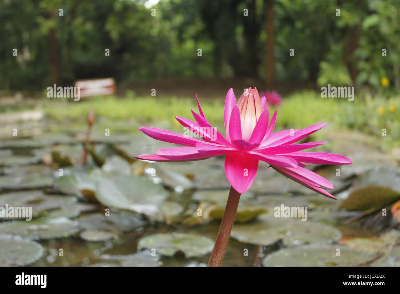 Indian lotus bloom hi-res stock photography and images - Alamy