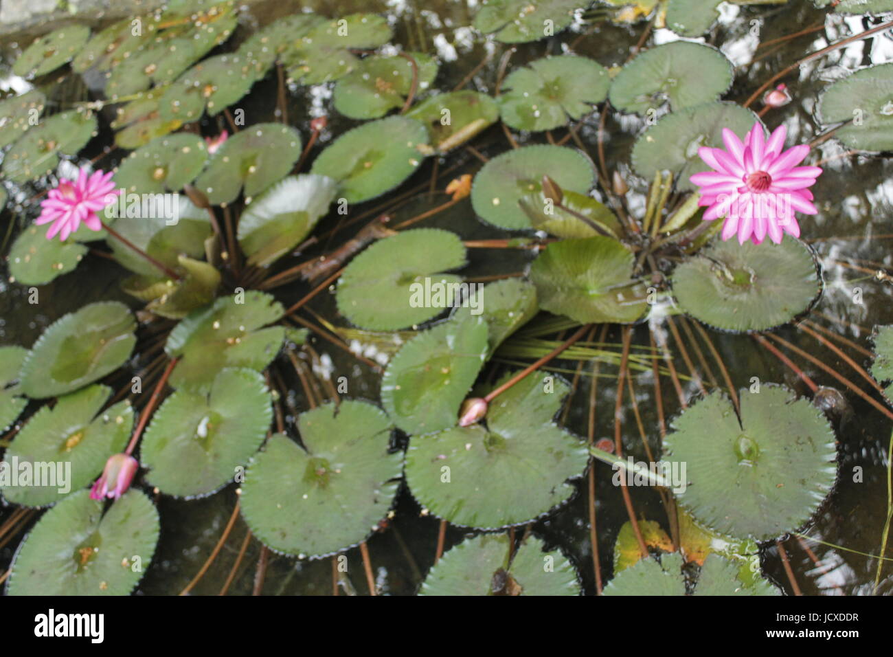 A bright lotus flower in full bloom Stock Photo - Alamy