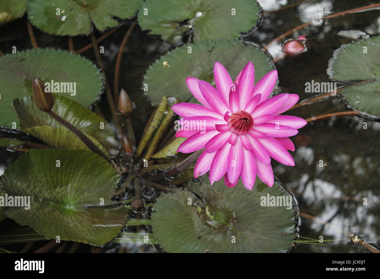 A bright lotus flower in full bloom Stock Photo - Alamy