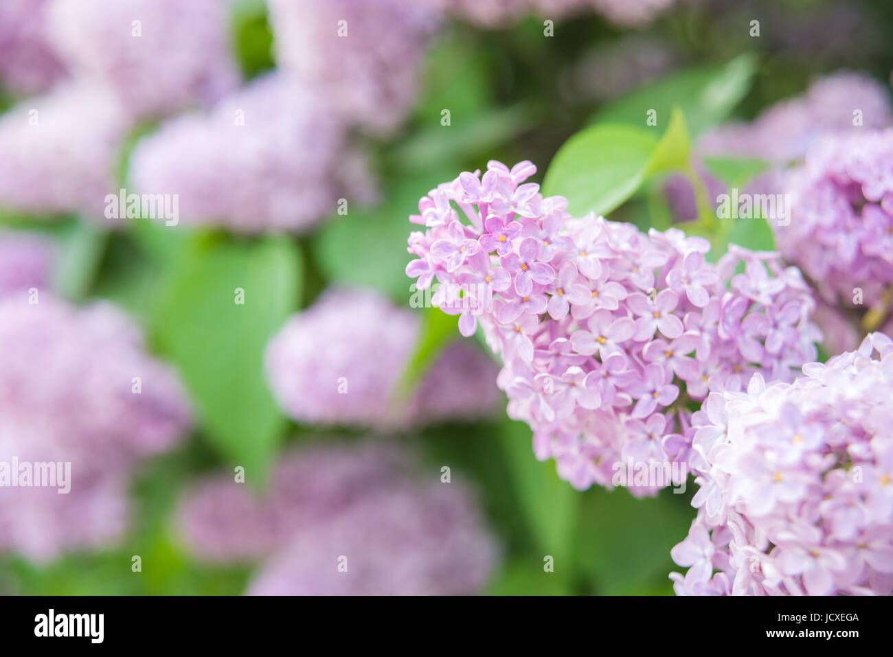 Springflowerscard hi-res stock photography and images - Alamy