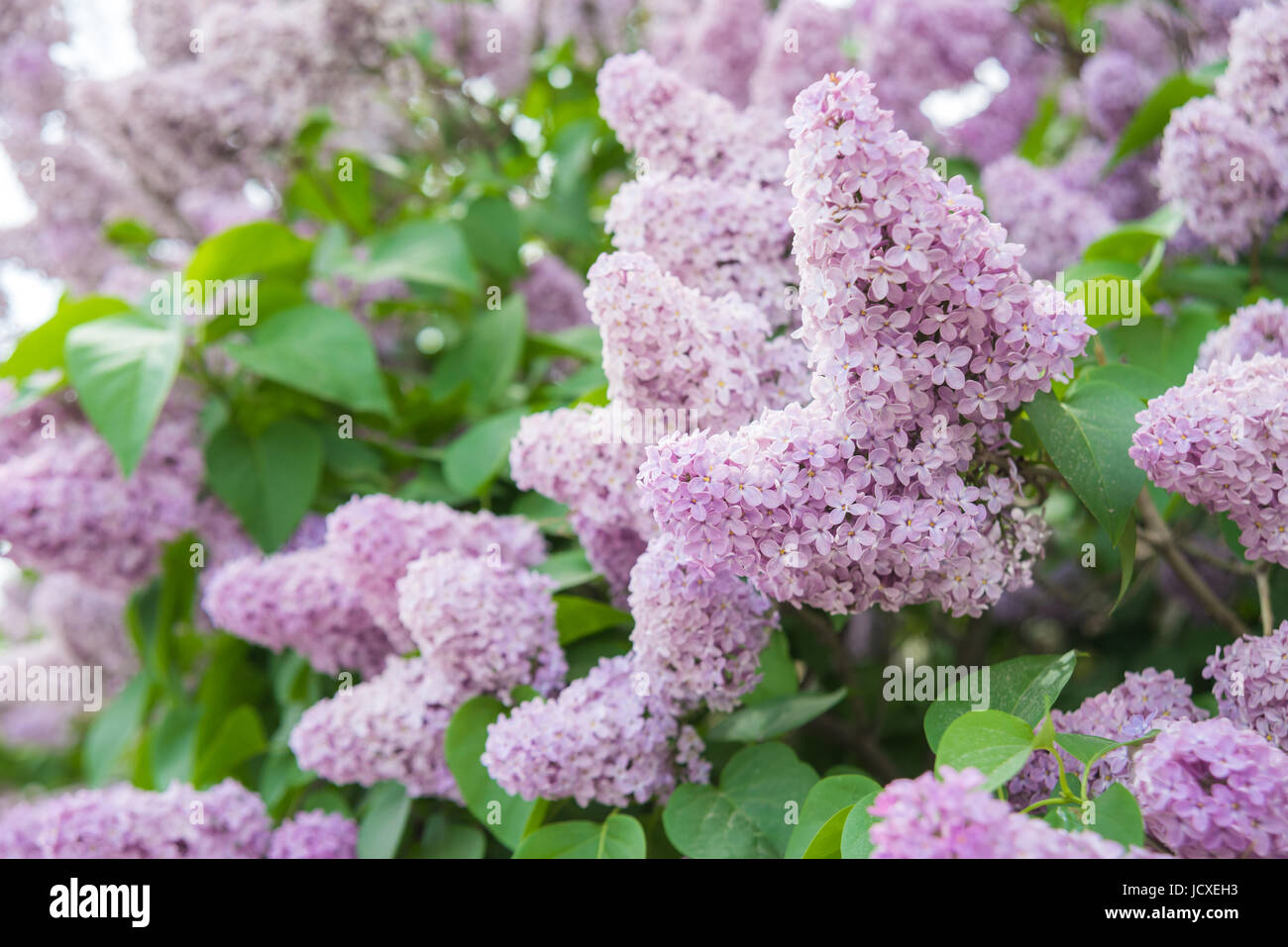 Springflowerscard hi-res stock photography and images - Alamy
