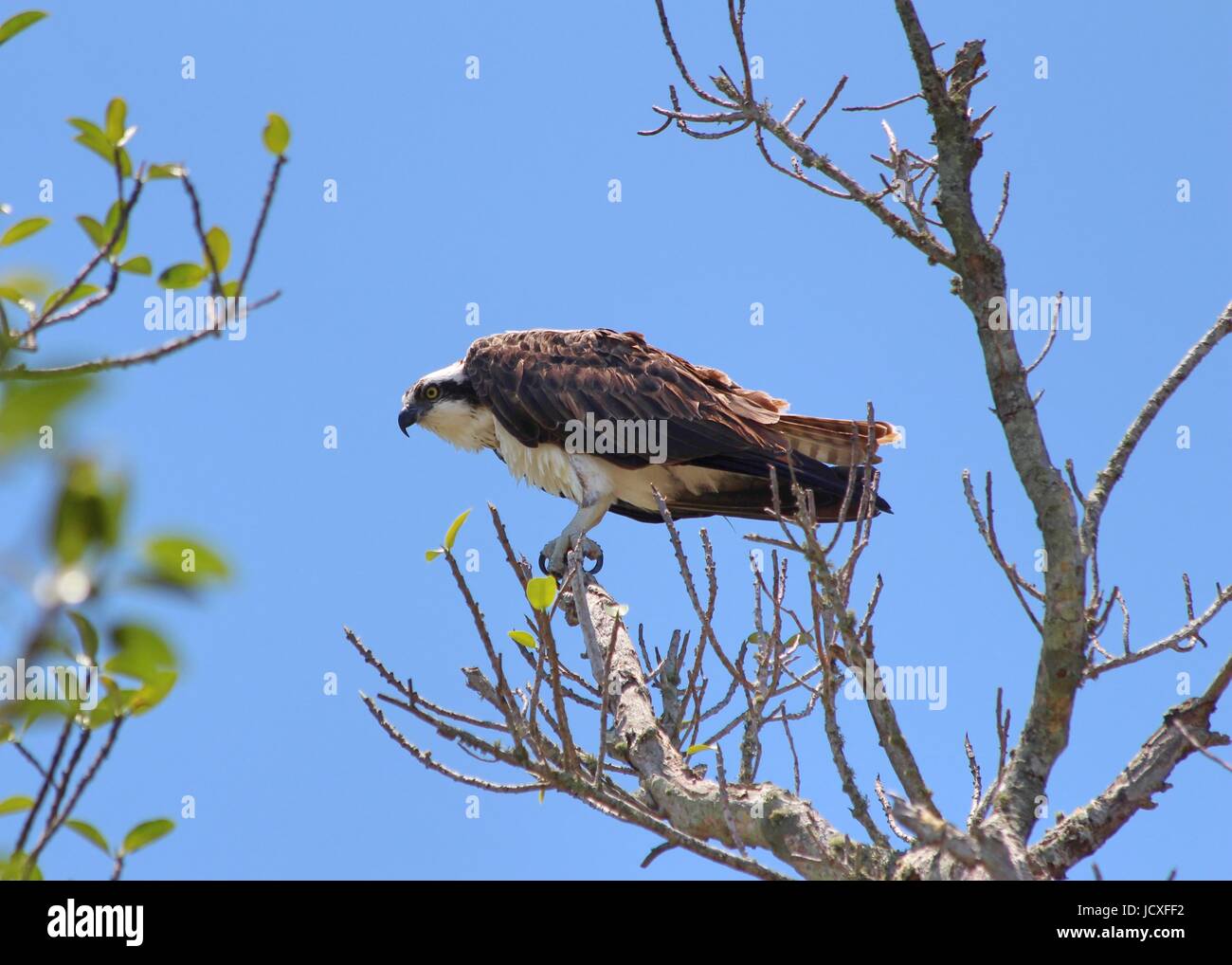 Osprey in tree hi-res stock photography and images - Alamy