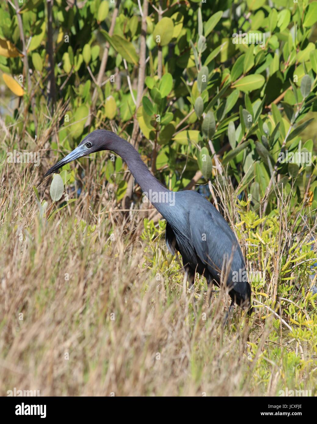 Ding darling national wildlife hi-res stock photography and images - Alamy