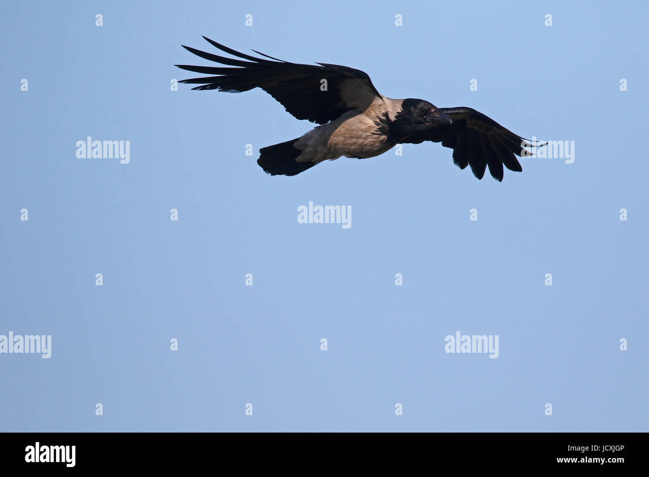 Hooded crow, Corvus cornix, single bird in flight, Limnos, Greece, June ...