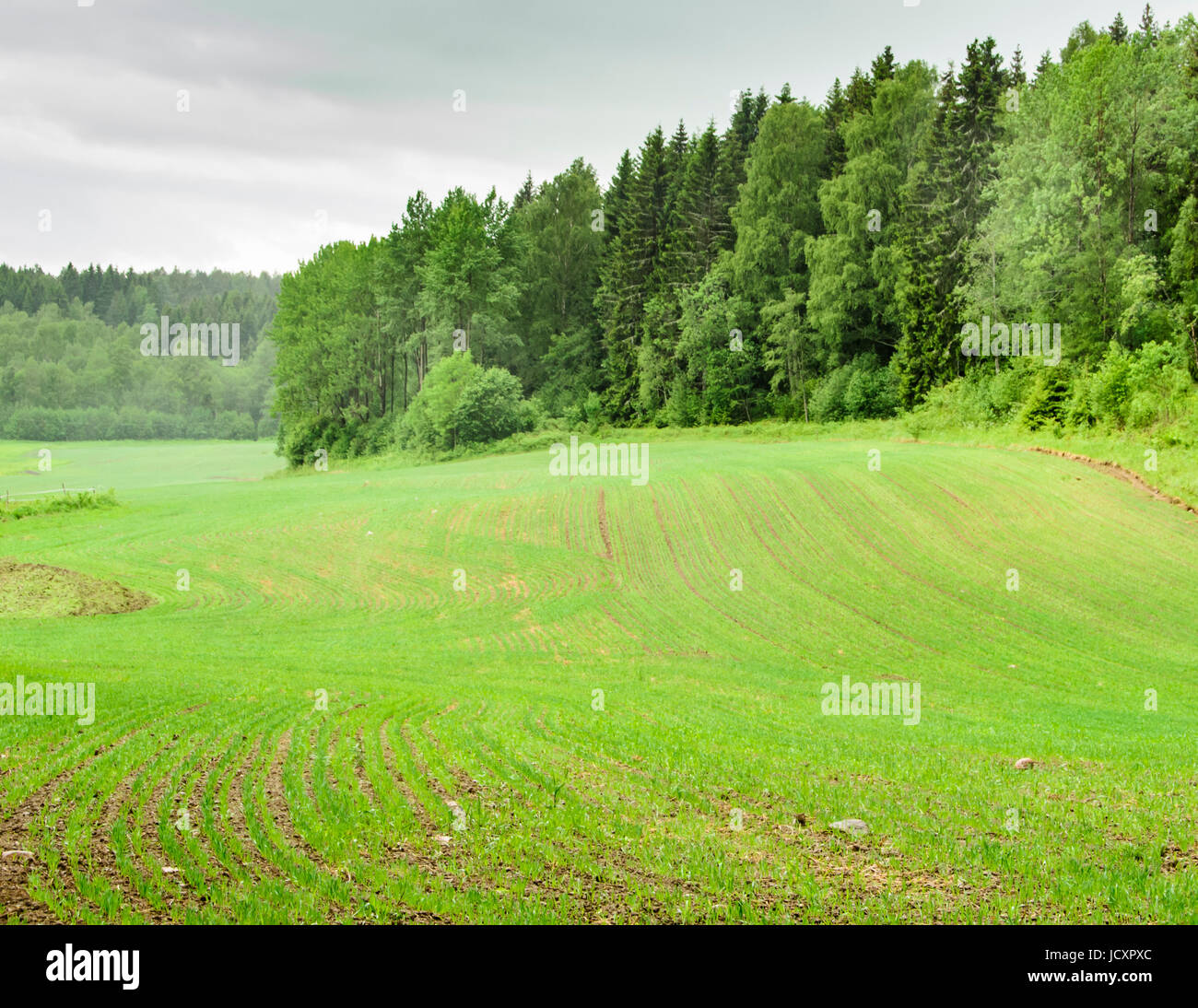 Norway Crops Agriculture High Resolution Stock Photography and Images ...