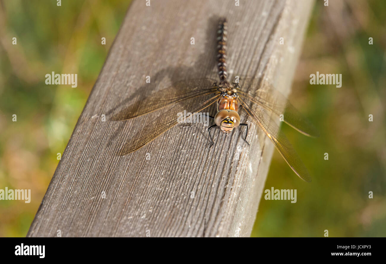 Common hawker dragonfly sitting on a piece of lumber Stock Photo - Alamy