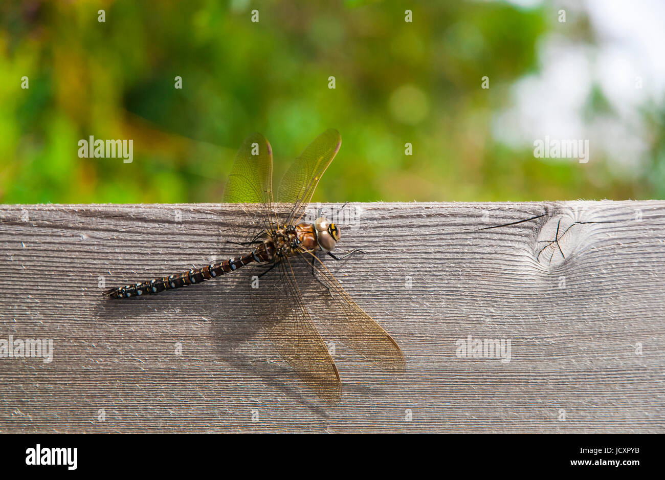 Common hawker dragonfly sitting on a piece of lumber Stock Photo - Alamy