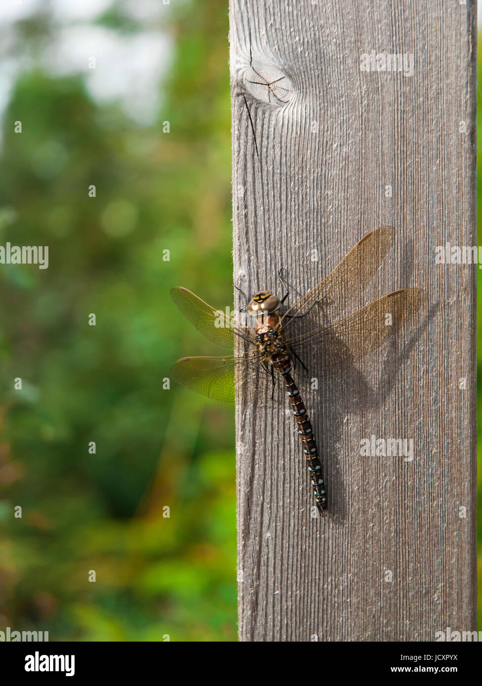 Common hawker dragonfly sitting on a piece of lumber Stock Photo - Alamy