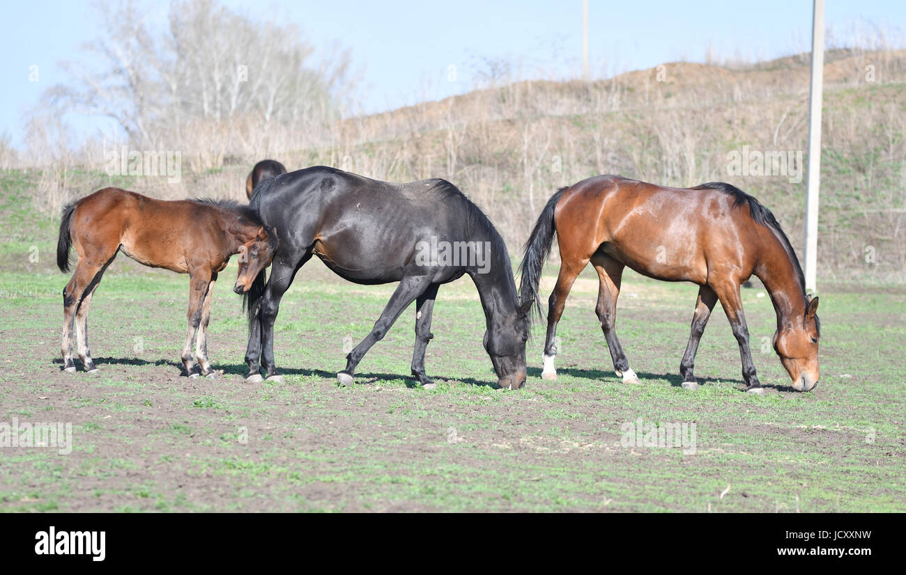 Horses on a farm in spring time Stock Photo - Alamy
