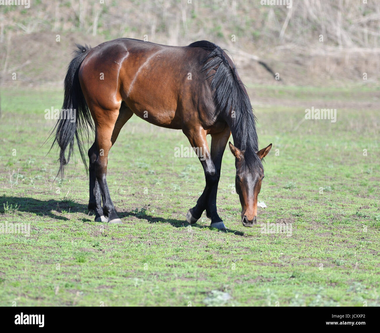 Horses on a farm in spring time Stock Photo - Alamy