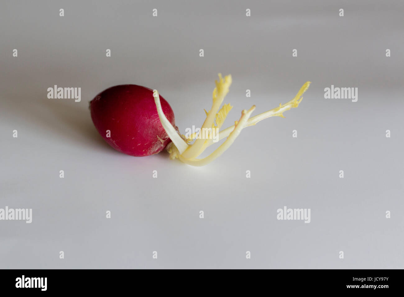 Growing Radish High Resolution Stock Photography and Images - Alamy