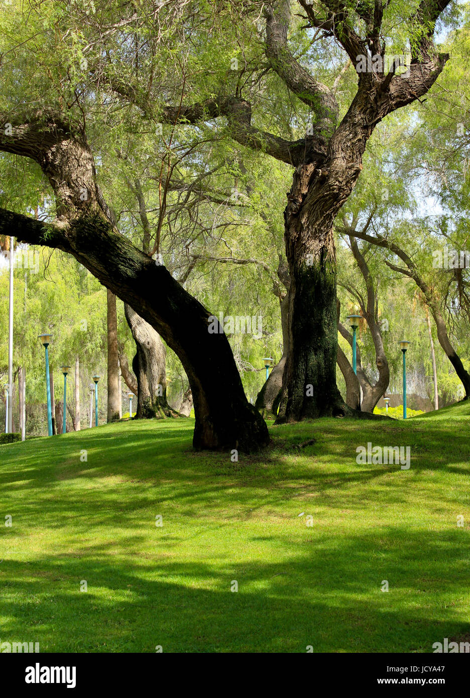 Large tree in the park Stock Photo - Alamy