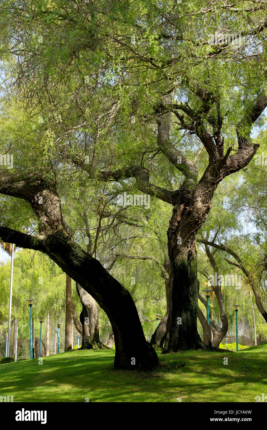 Large tree in the park Stock Photo - Alamy