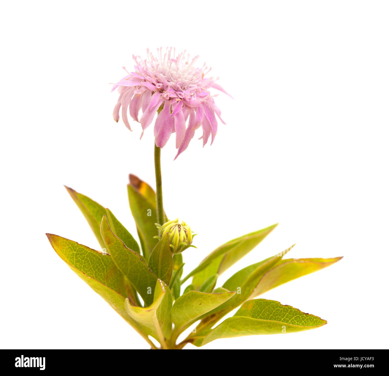 Pterocephalus dumetorum hi-res stock photography and images - Alamy