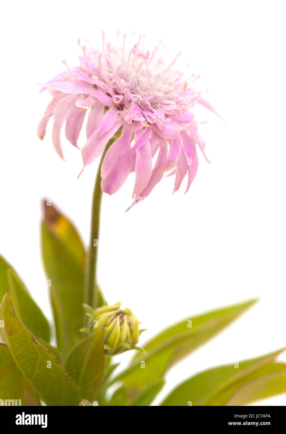 Pterocephalus dumetorum hi-res stock photography and images - Alamy