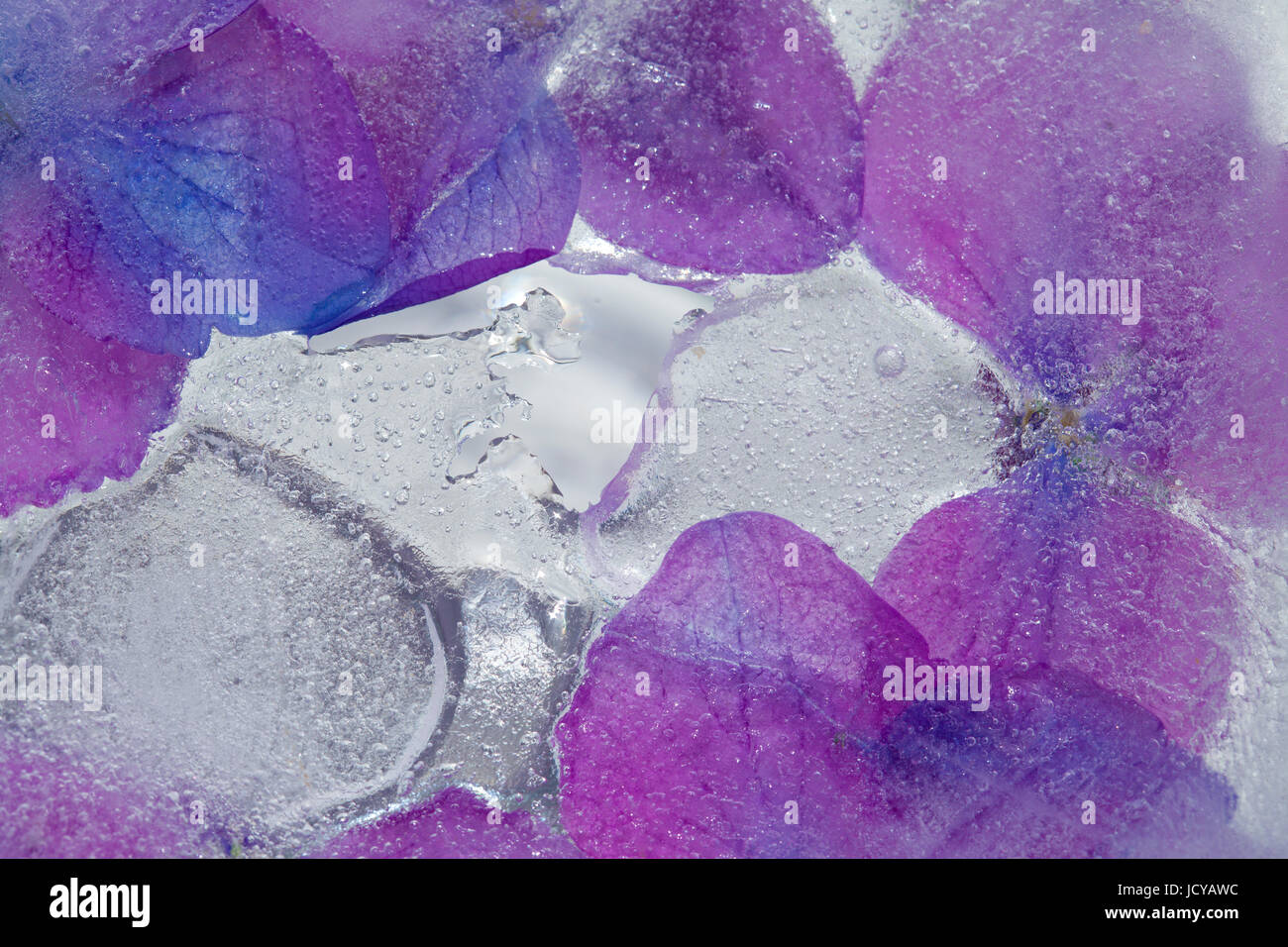 frozen flora - hydrangea fowers in a block of ice, artistic background ...